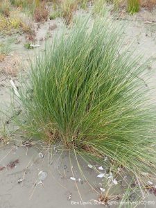 Marram grass – East Coast Protection Group